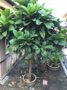 Kegunaan dan Khasiat Pokok Putat – ERATUKU