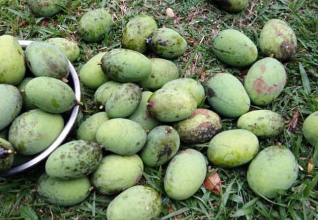 Tahukah Anda Beza Antara Buah Bachang Dan Kuini? – ERATUKU
