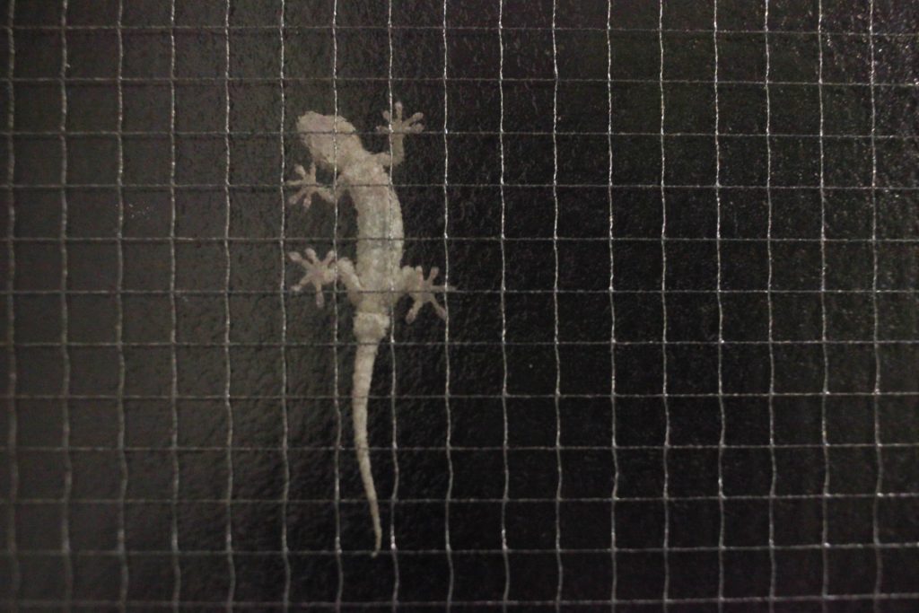 9 Cara Untuk Halau Tokek Dari Rumah – ERATUKU