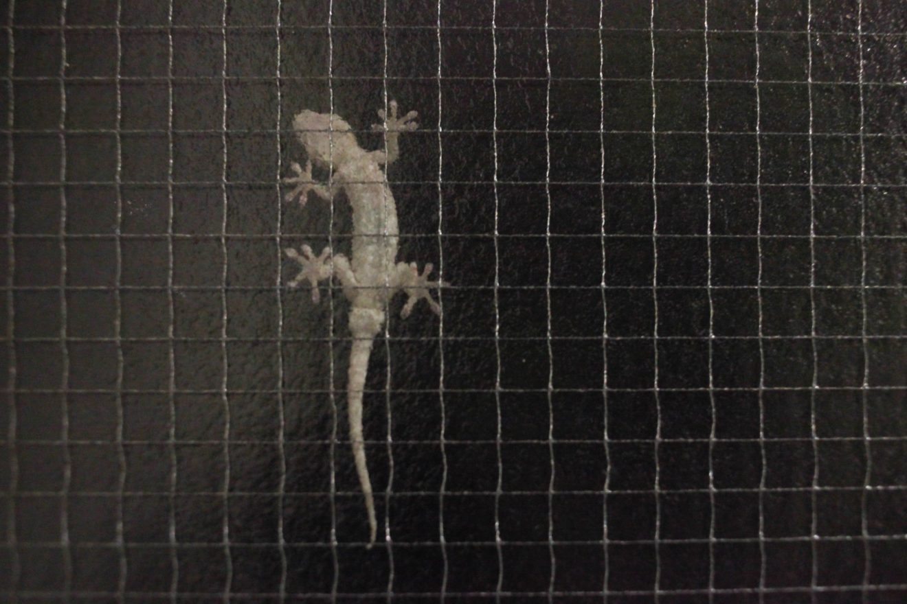 9 Cara Untuk Halau Tokek Dari Rumah – ERATUKU