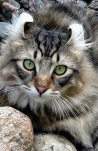 10 Kucing Yang Paling Mahal Di Dunia – ERATUKU